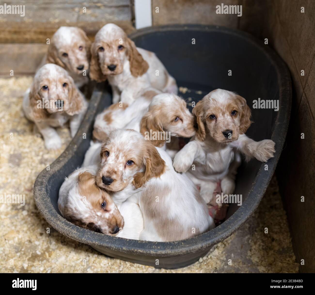 small dog, cute purebred English Cocker Spaniel puppies on breeding ...