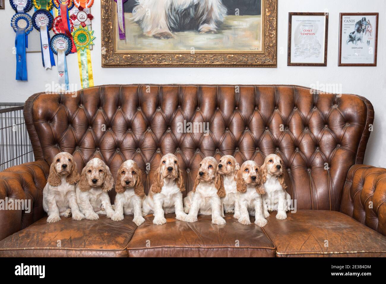 huge family of English Cocker Spaniel with small puppies, posing to ...