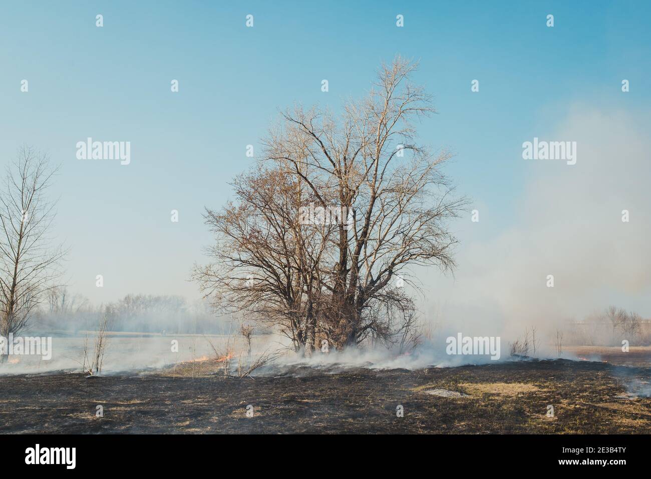 Forest and fire, burning trees and large flame with many ashes Stock ...