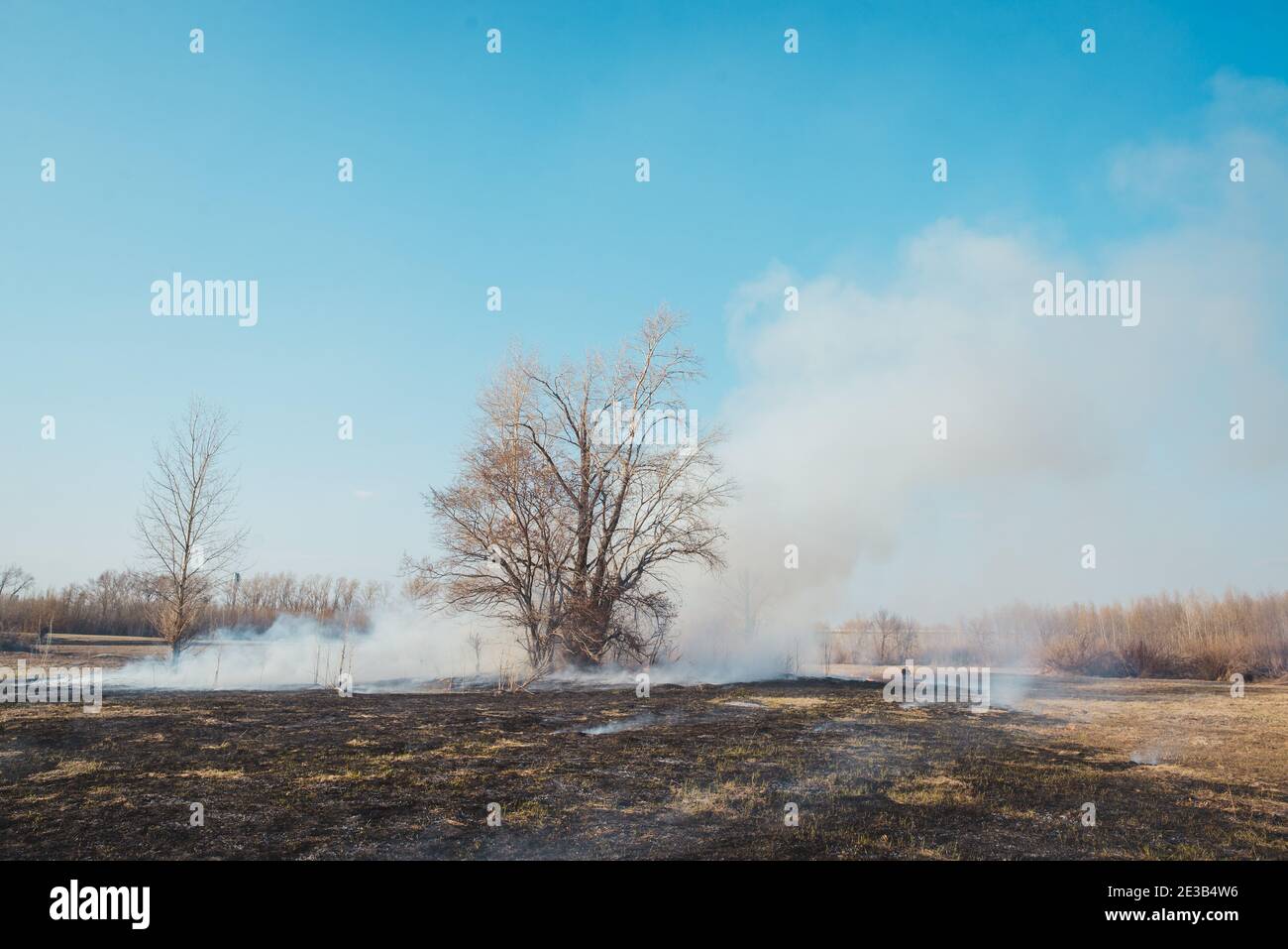 Forest and fire, burning trees and large flame with many ashes Stock ...