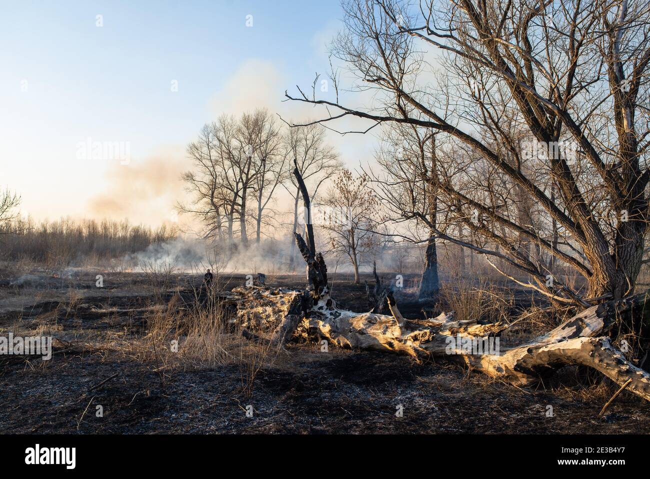 Forest fire, large burned trunk and flames on grass Stock Photo - Alamy