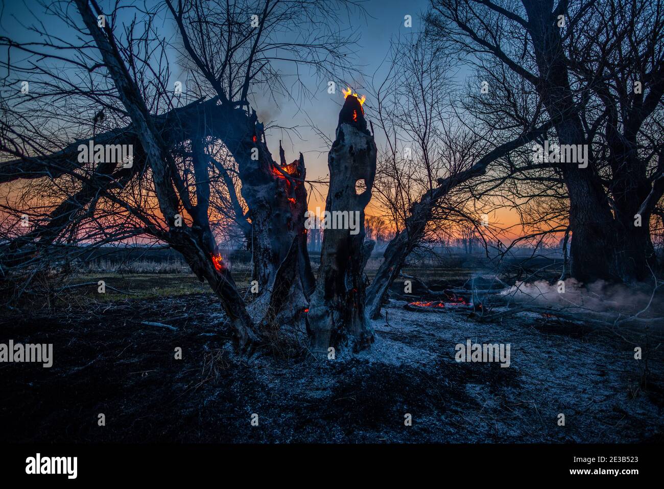 Tree burning and smoking after fire, flames and smoke of burning tree ...