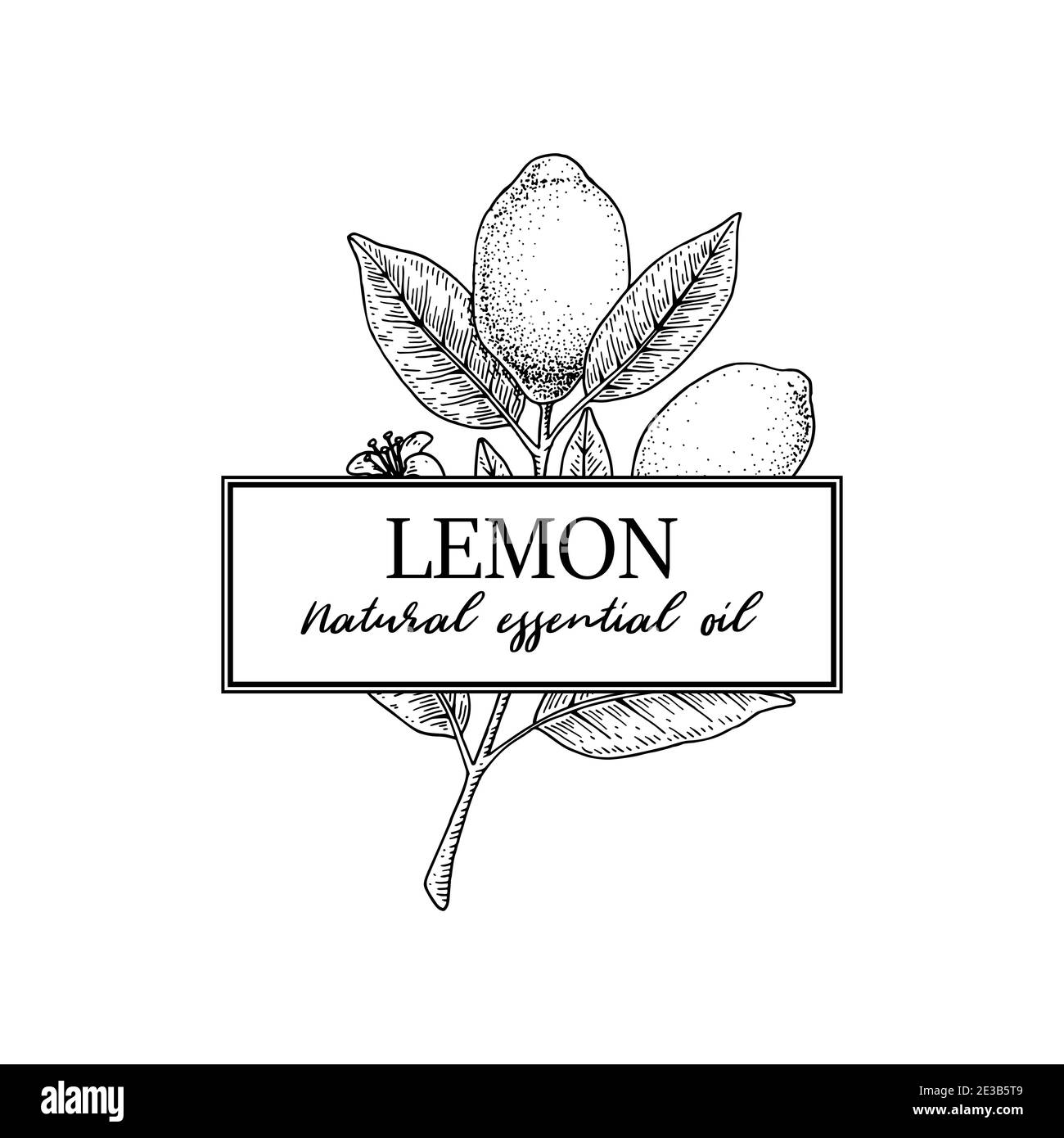 Hand drawn vintage lemon essential oil design. Vector illustration in ...