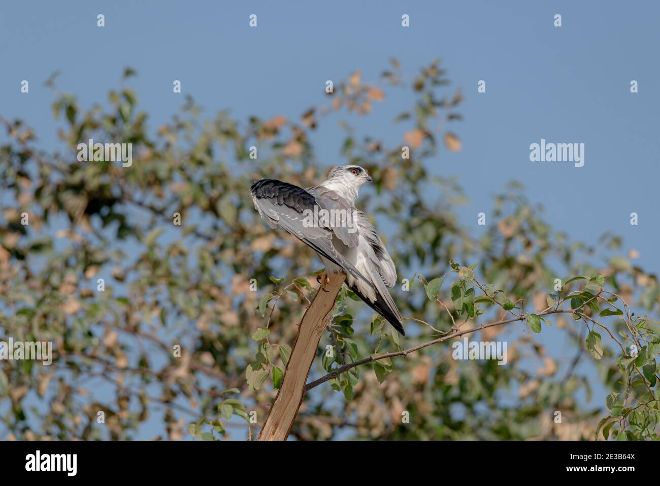 The black-shouldered kite, also known as the Australian black ...