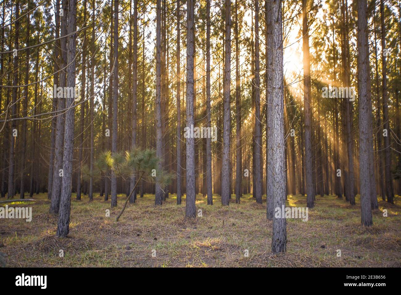 Sun summer pines nature tree sunset hi-res stock photography and images ...