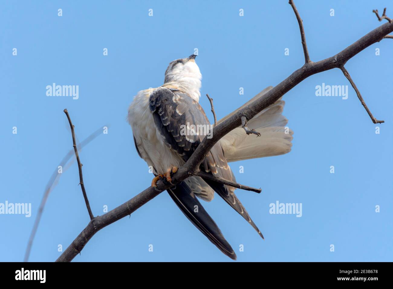 The black-shouldered kite, also known as the Australian black ...
