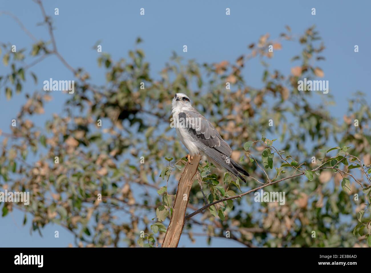 The black-shouldered kite, also known as the Australian black ...