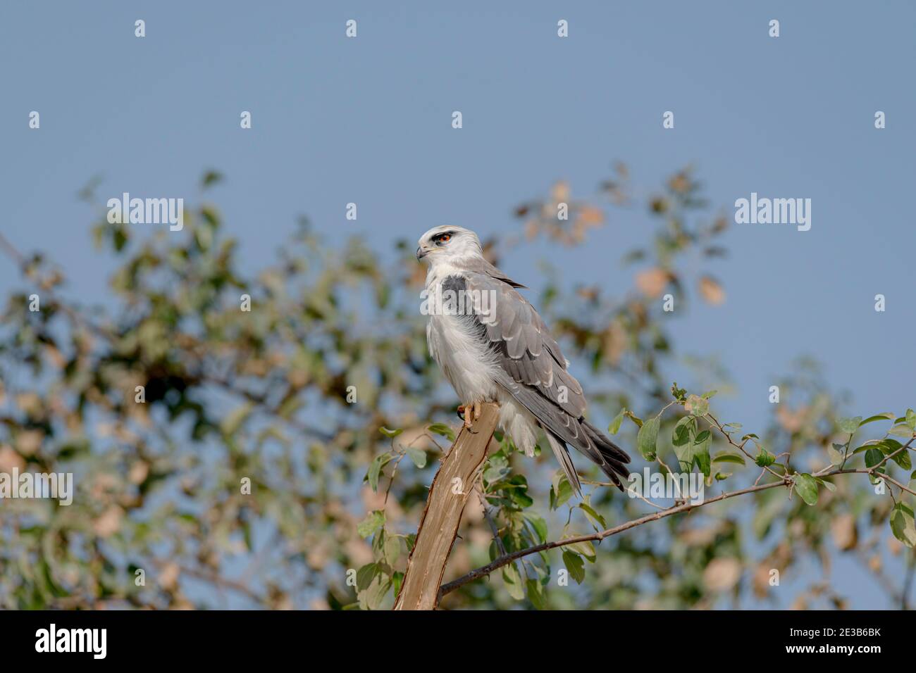 The black-shouldered kite, also known as the Australian black ...