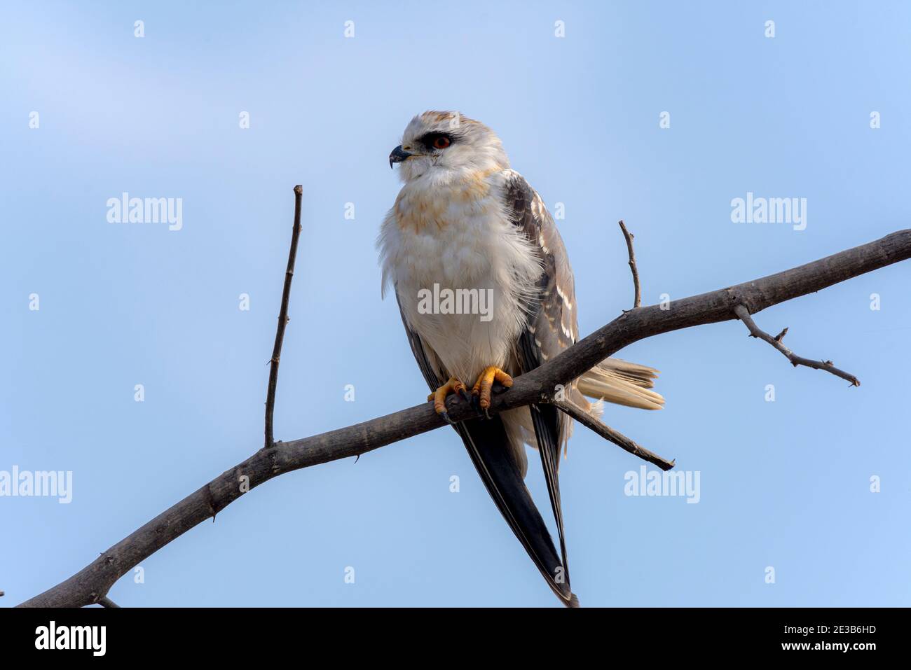 The black-shouldered kite, also known as the Australian black ...