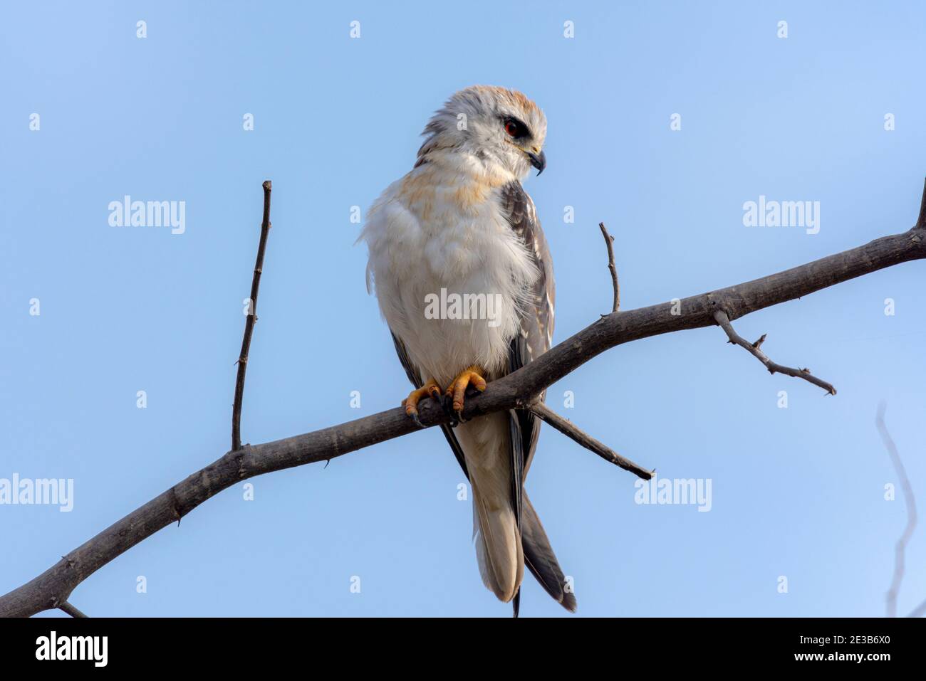 The black-shouldered kite, also known as the Australian black ...