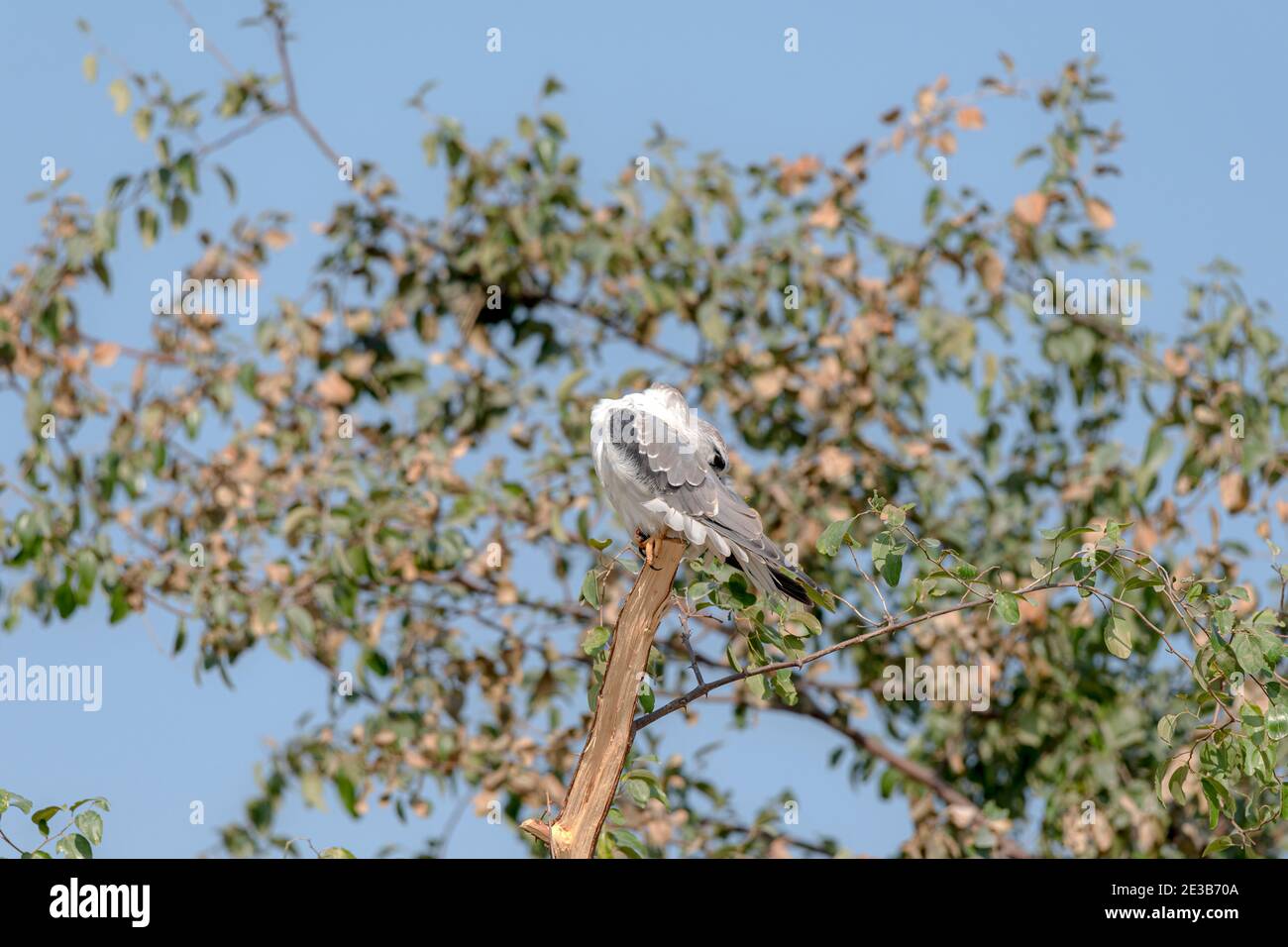 Australian black shouldered kite hi-res stock photography and images ...