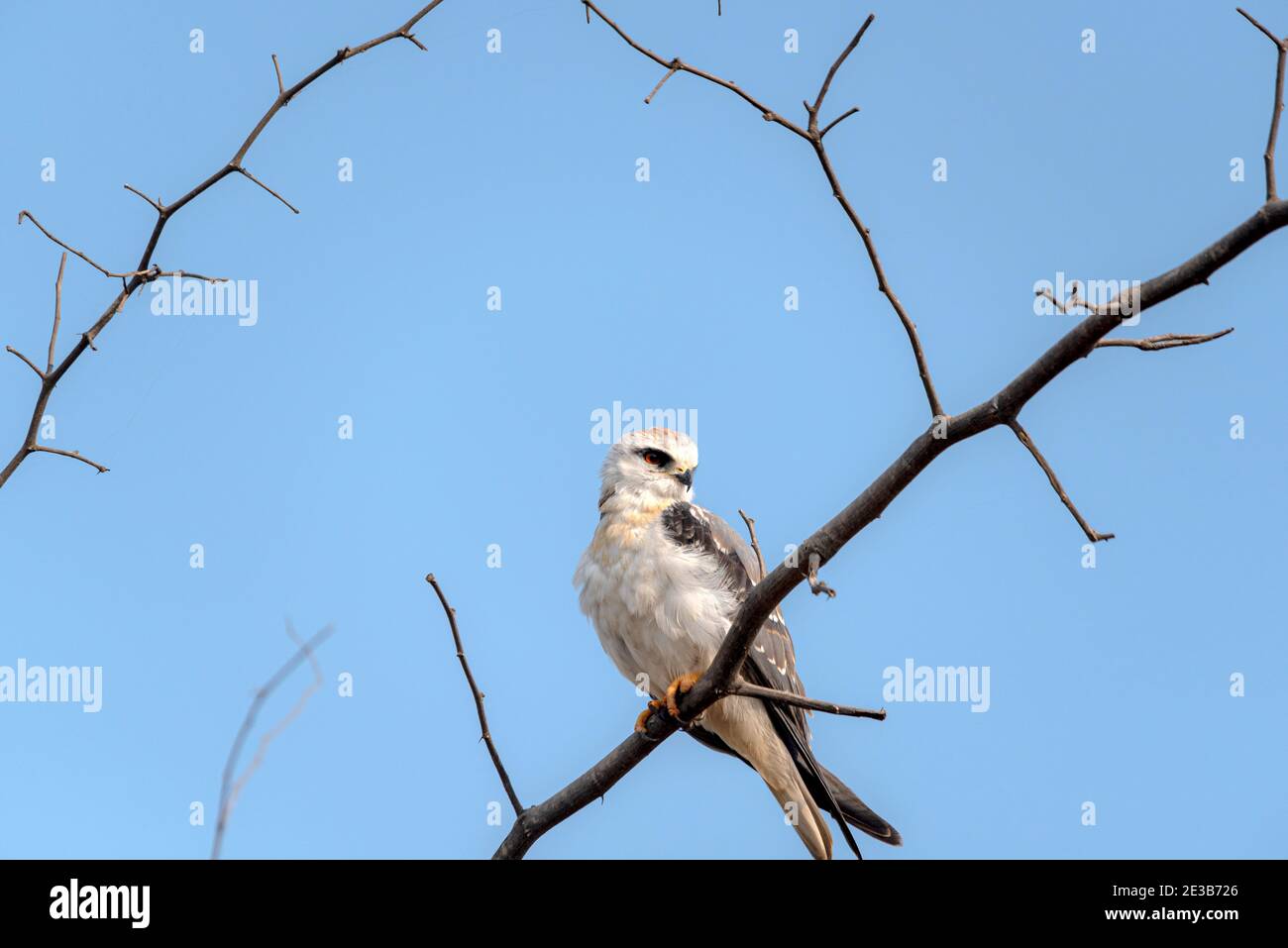The black-shouldered kite, also known as the Australian black ...