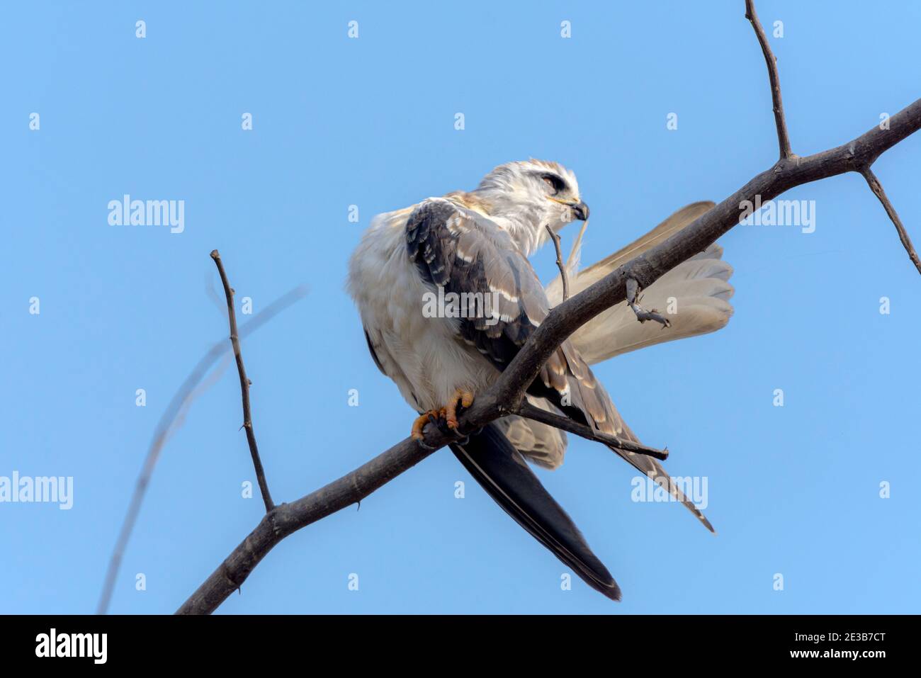 The black-shouldered kite, also known as the Australian black ...