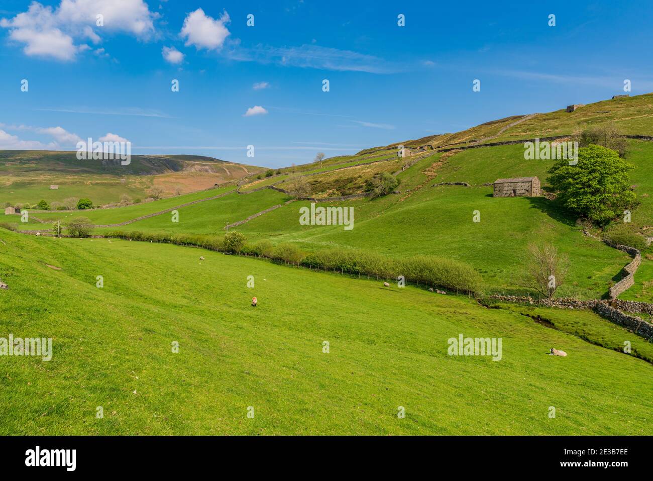 Swaledale landscape with stone barns on the fields near Keld, North ...