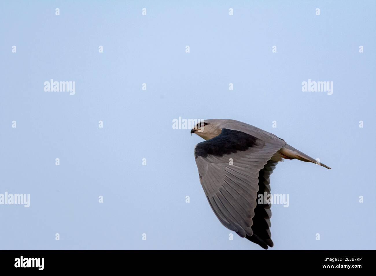 The black-shouldered kite, also known as the Australian black ...
