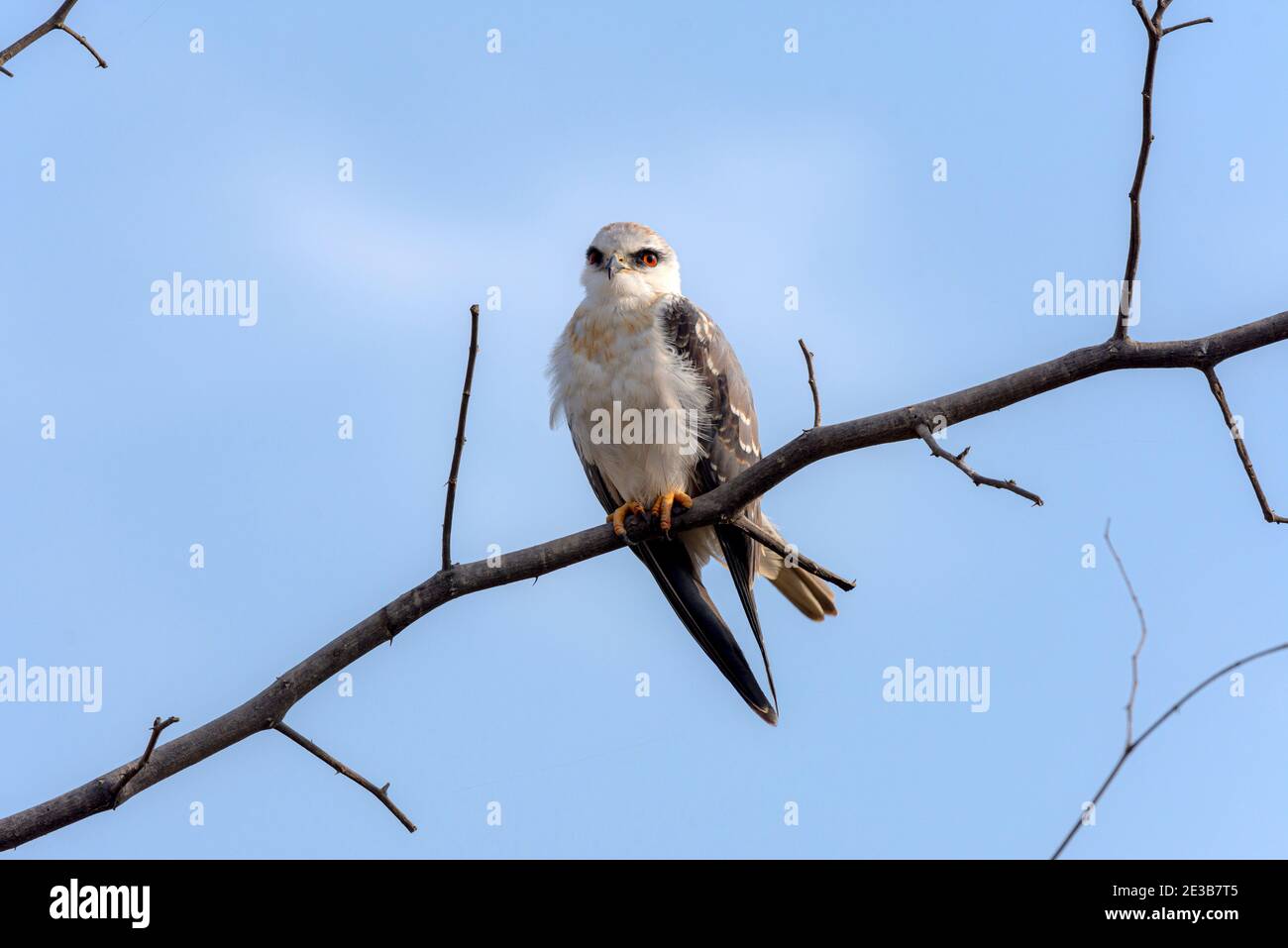 The black-shouldered kite, also known as the Australian black ...