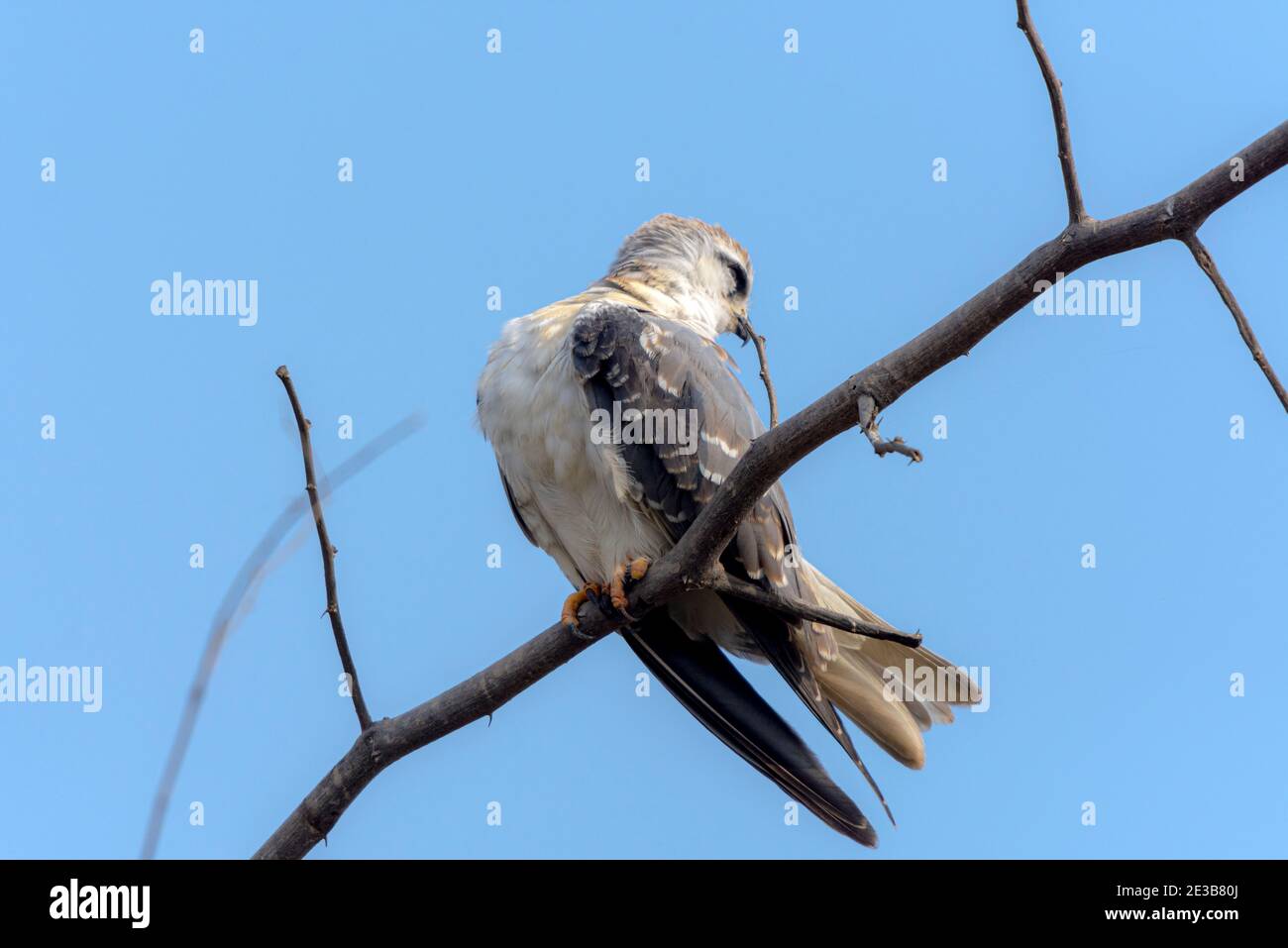 The black-shouldered kite, also known as the Australian black ...