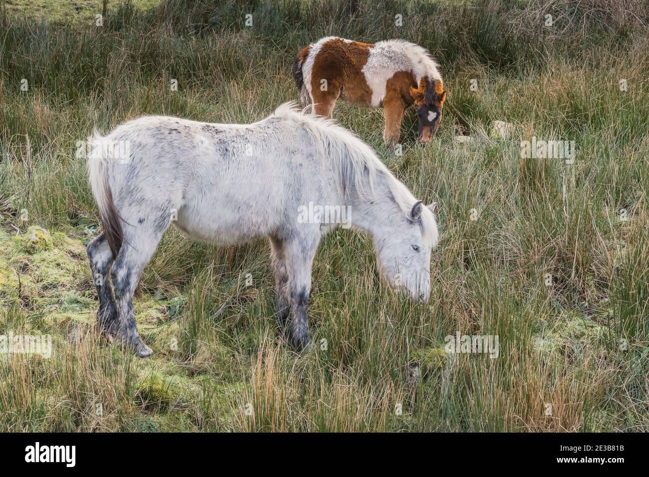 Iconic wild Bodmin Ponies grazing on Bodmin Moor in Cornwall Stock Photo - Alamy