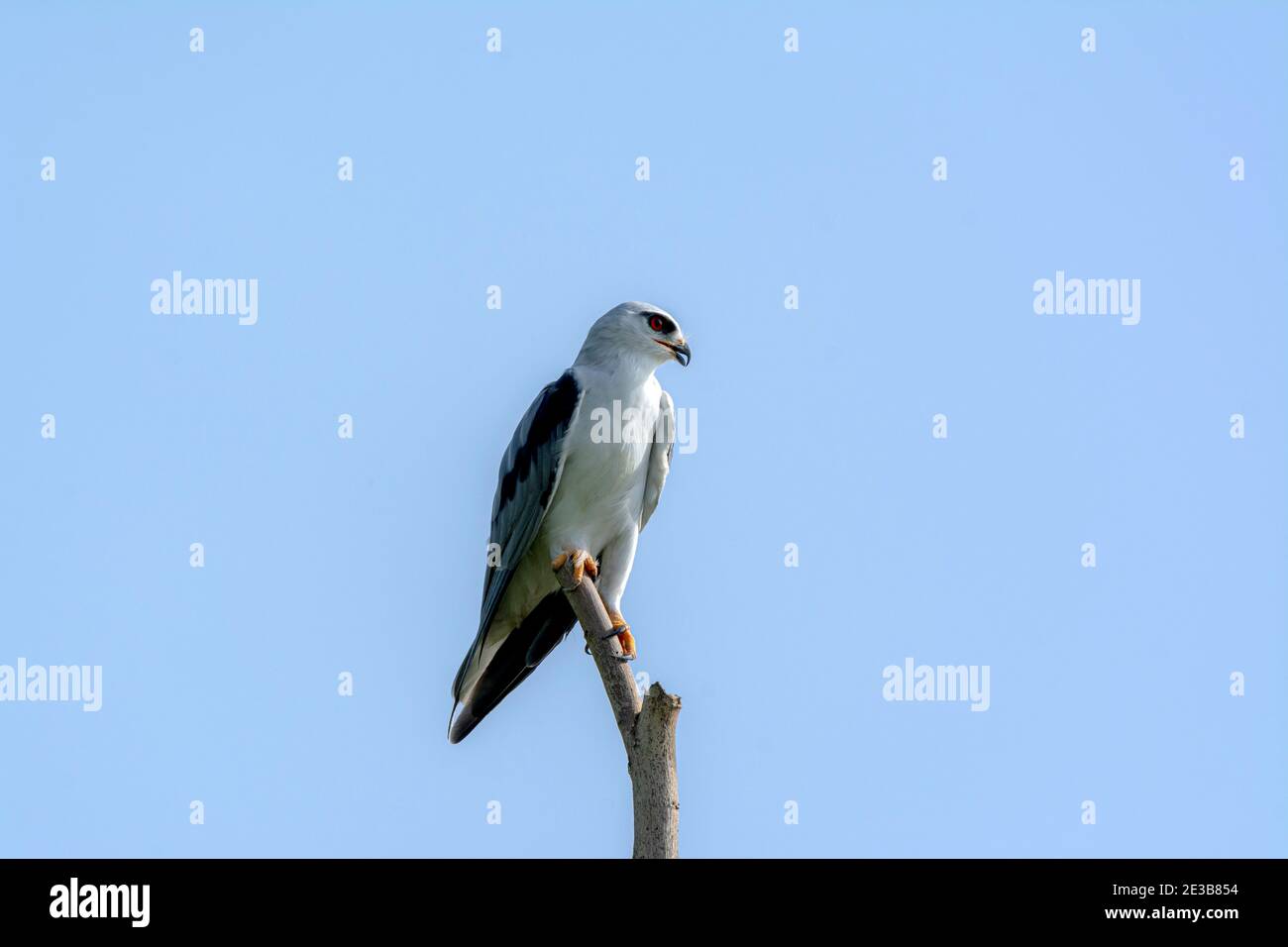 The black-shouldered kite, also known as the Australian black ...