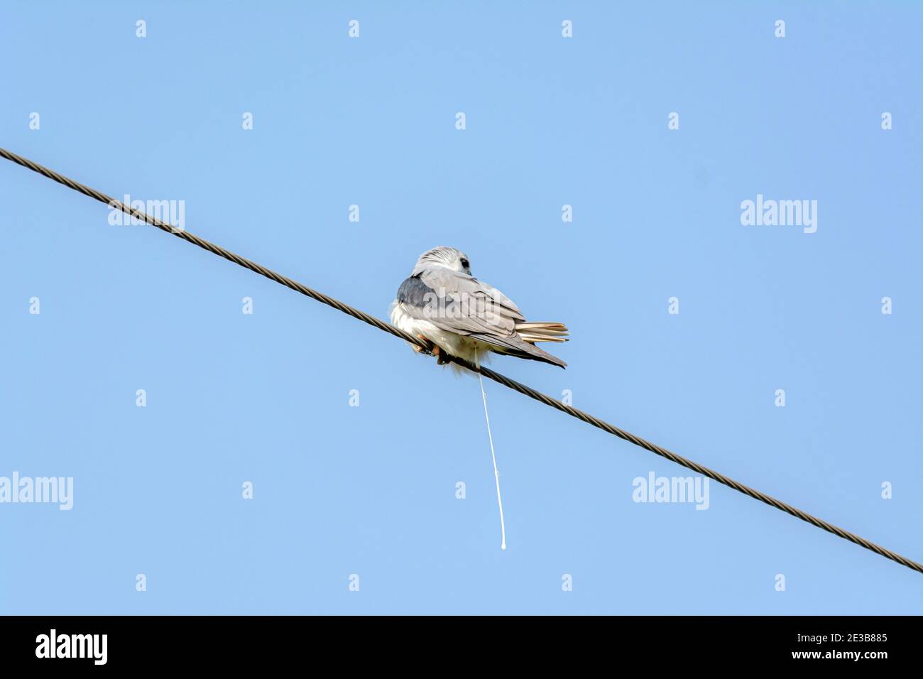The black-shouldered kite, also known as the Australian black ...