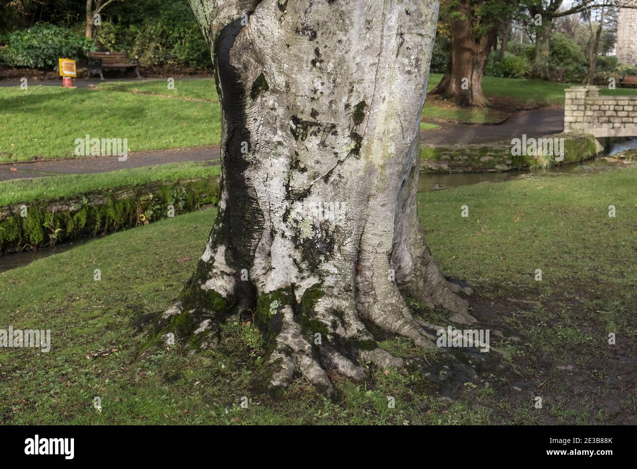 Copper beech tree hi-res stock photography and images - Alamy