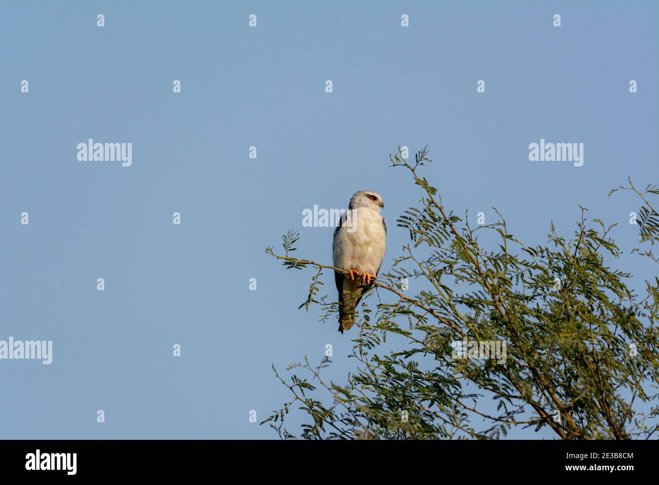 Black shouldered kite eagle elanus hi-res stock photography and images ...