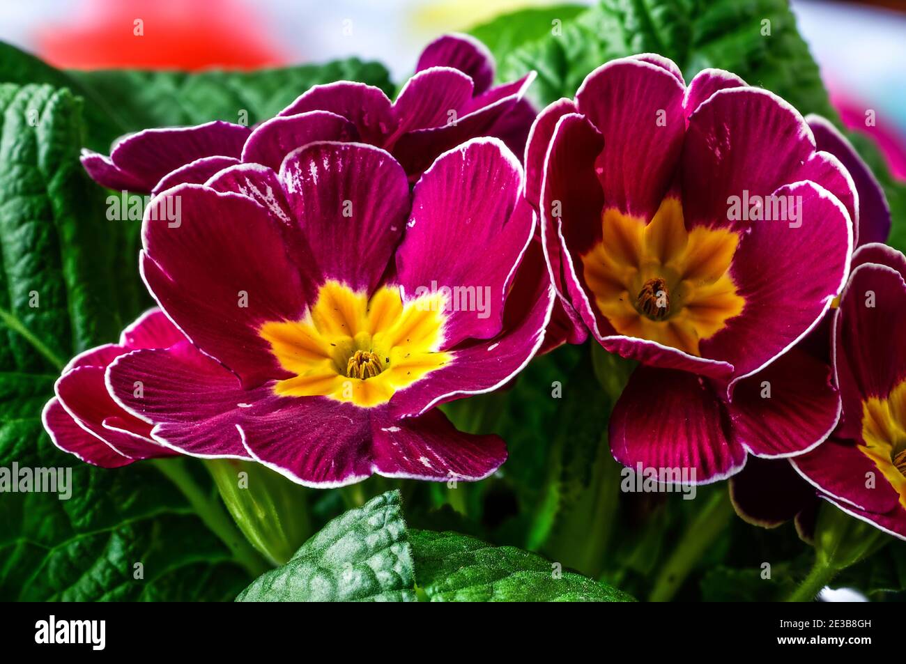 Polyanthus or Primrose, colourful flowers in full bloom, photographed ...