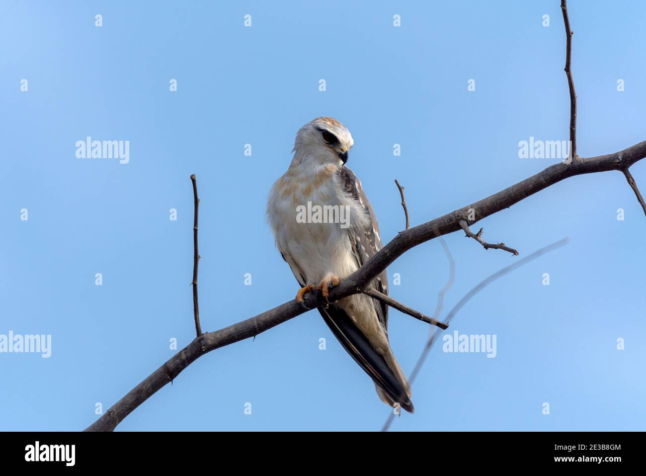 The black-shouldered kite, also known as the Australian black ...