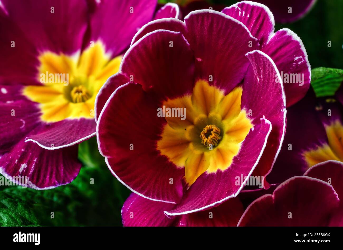 Polyanthus or Primrose, colourful flowers in full bloom, photographed ...