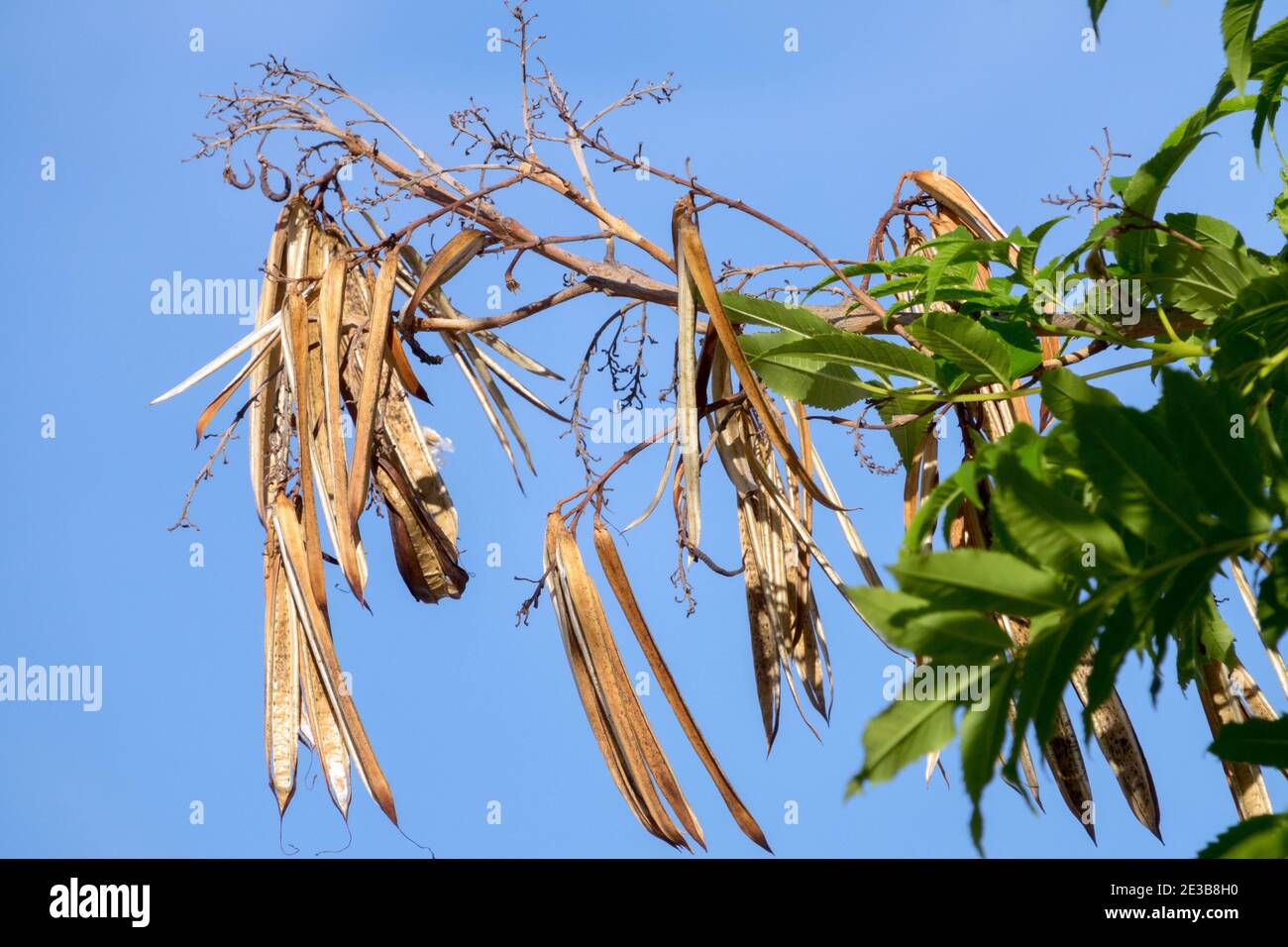 Tecoma stans pods seeds Stock Photo - Alamy