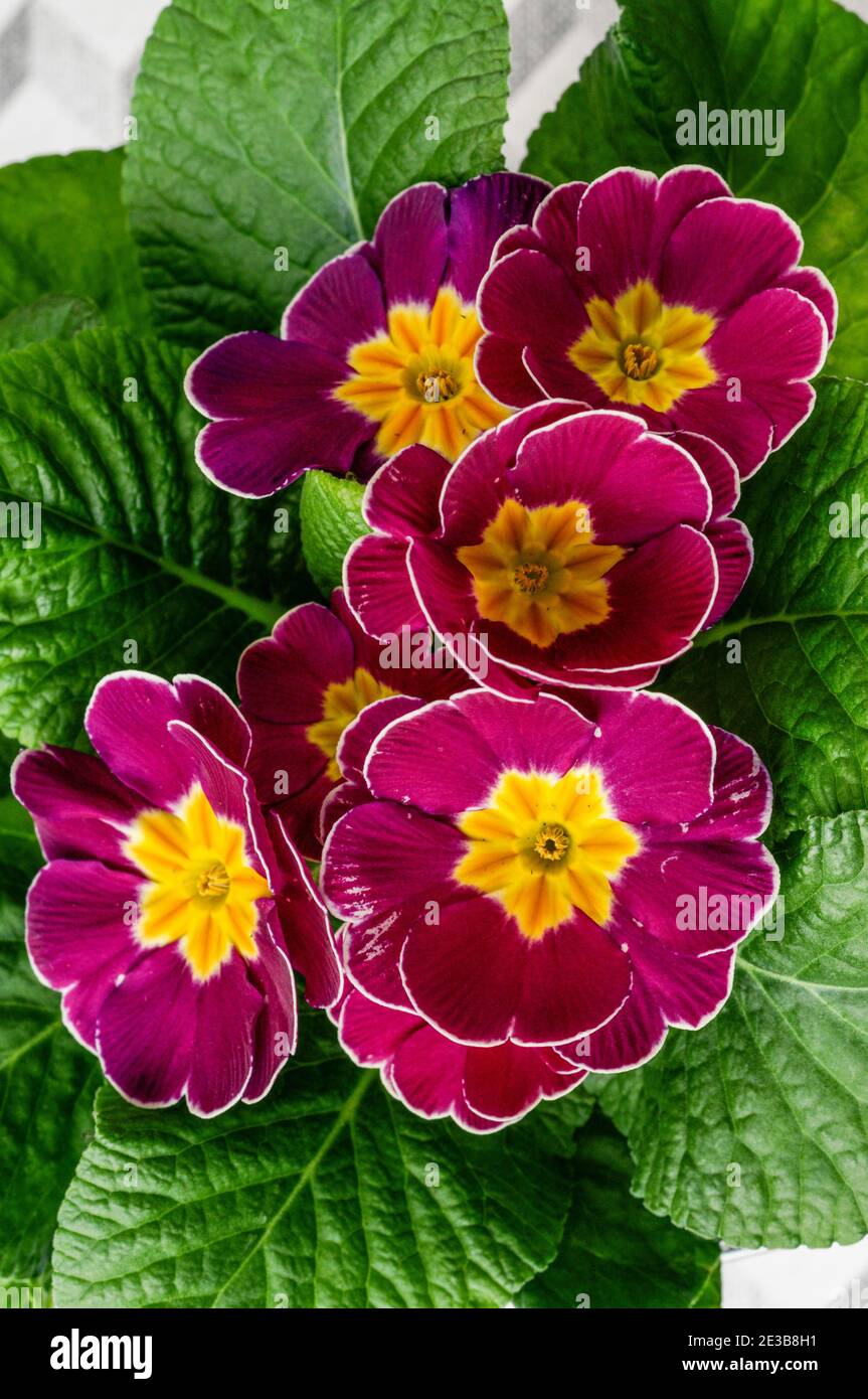 Polyanthus or Primrose, colourful flowers in full bloom, photographed ...