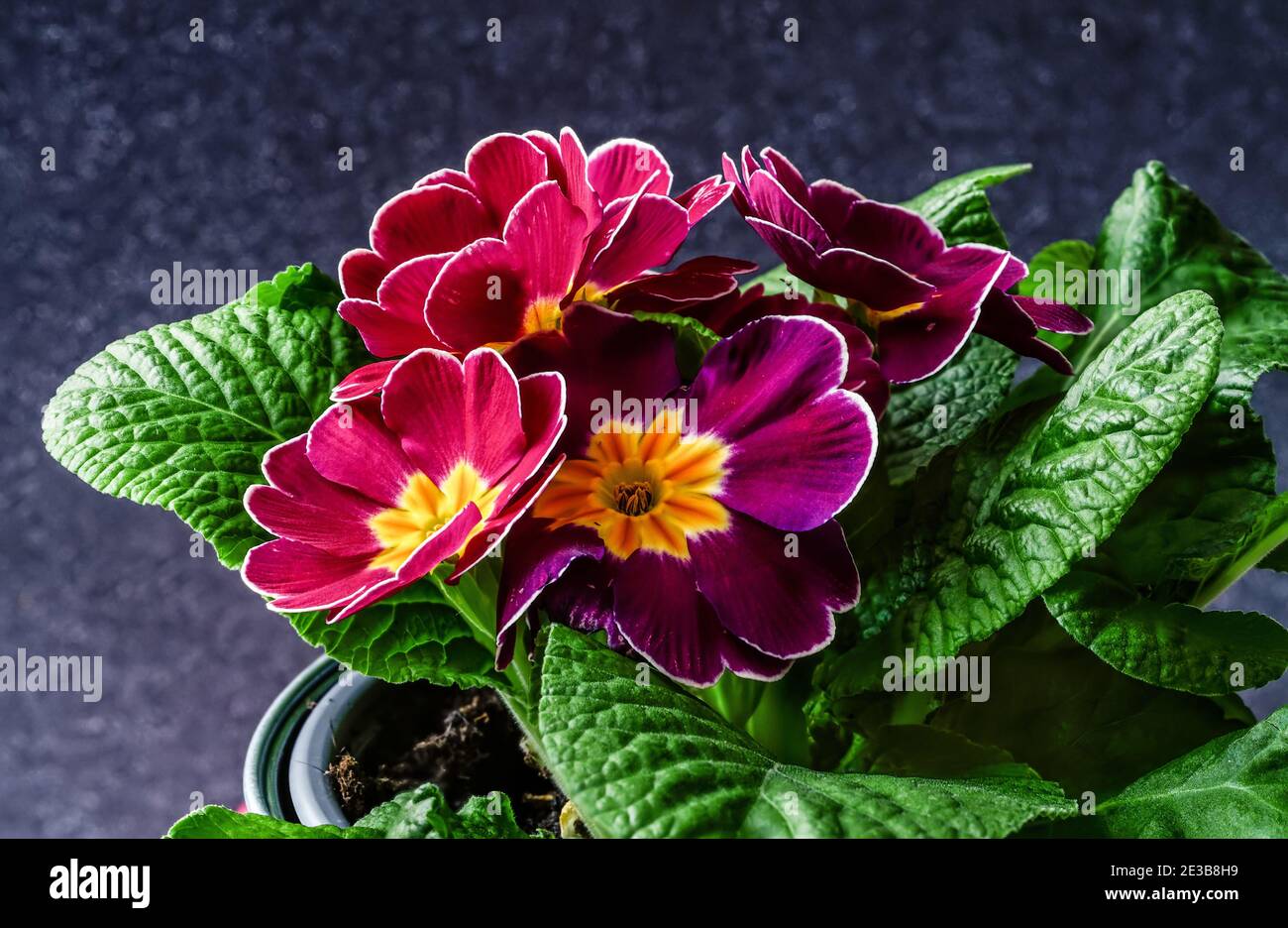 Polyanthus or Primrose, colourful flowers in full bloom, photographed ...