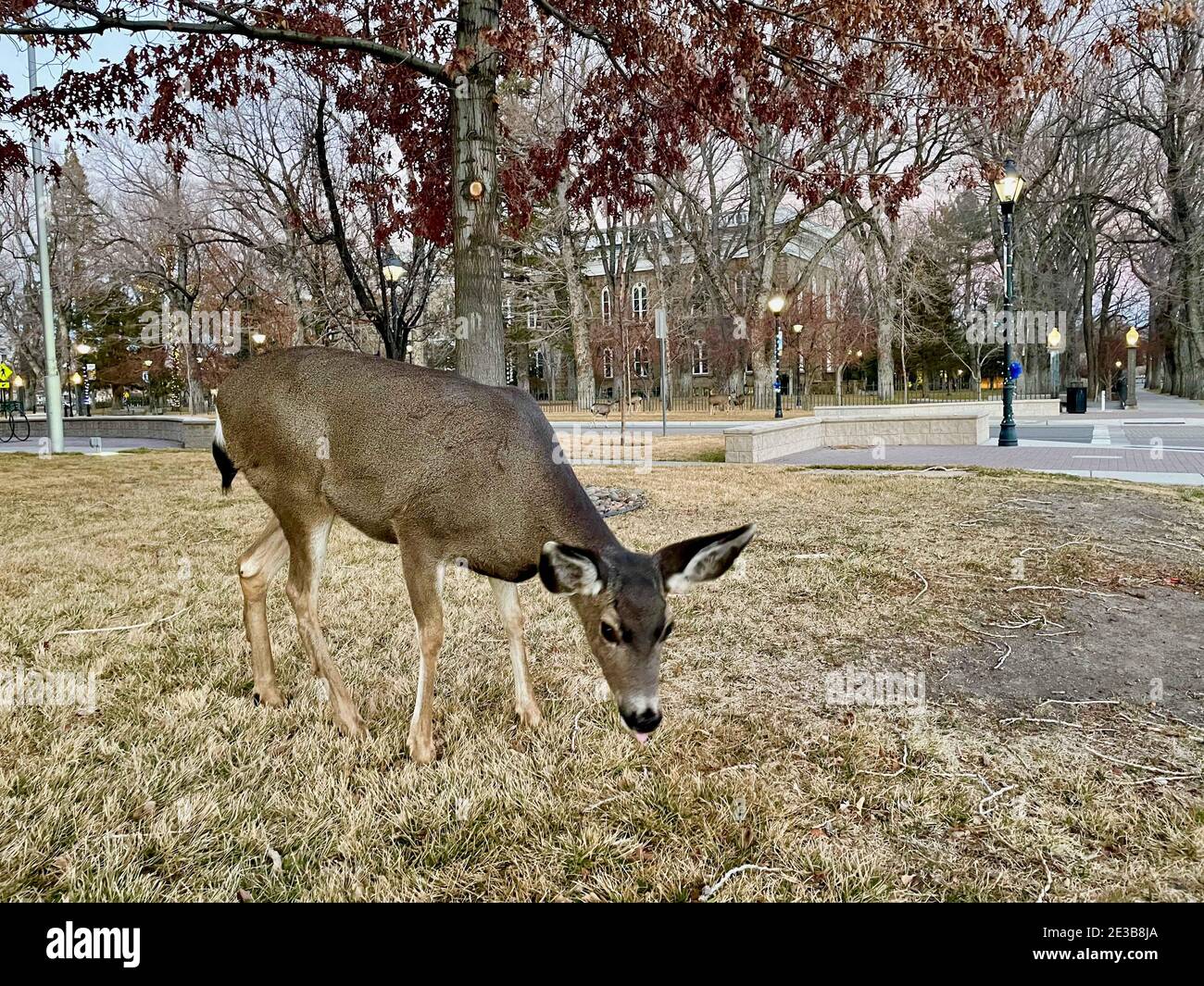 January 17, 2021, Carson City, Nevada, USA: A Deer in front of the ...