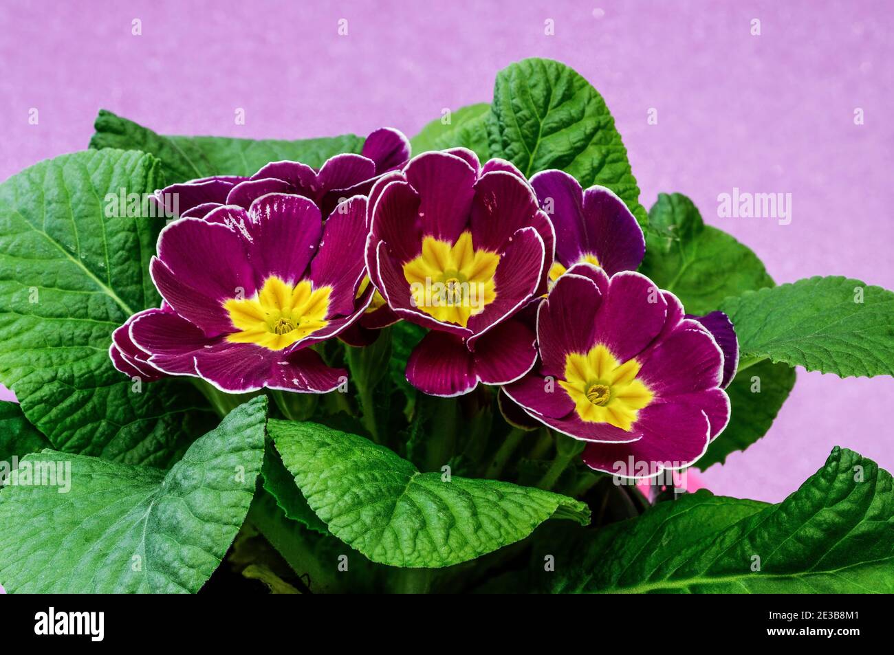 Polyanthus or Primrose, colourful flowers in full bloom, photographed ...
