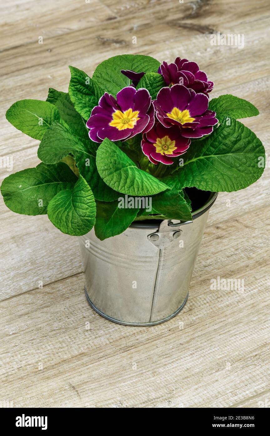 Polyanthus or Primrose, colourful flowers in full bloom, photographed ...