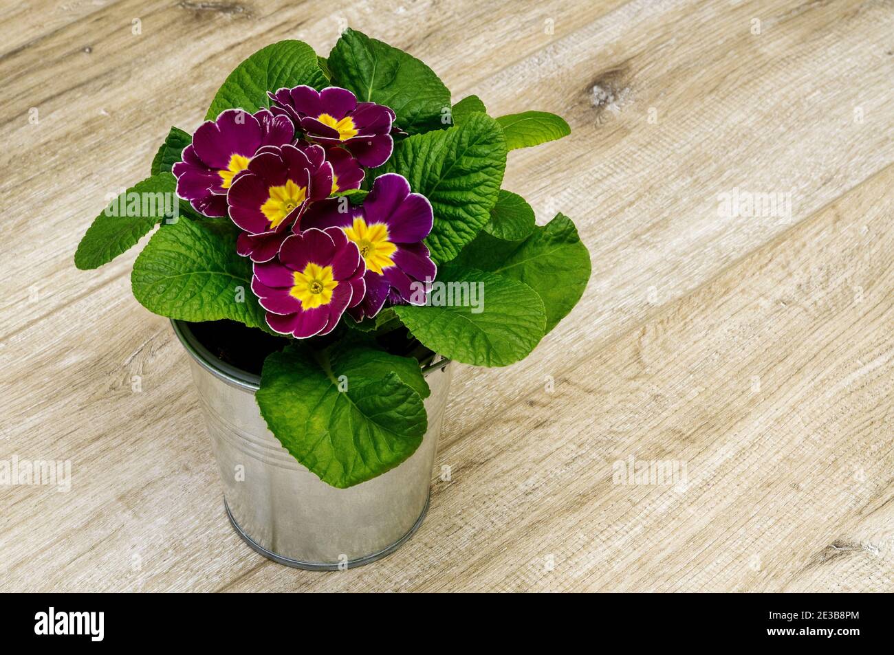Polyanthus or Primrose, colourful flowers in full bloom, photographed ...