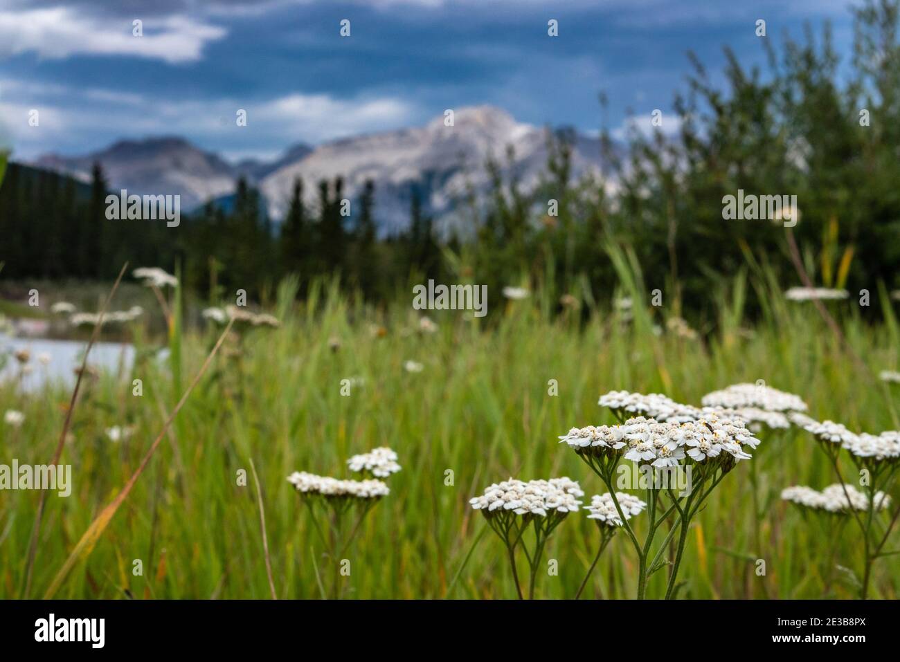 White Flowers in the Meadow Stock Photo - Alamy