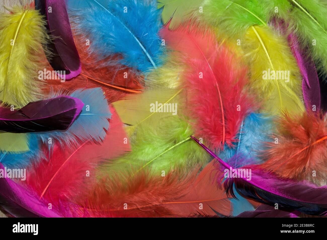 Colourful bird feathers close hi-res stock photography and images - Alamy
