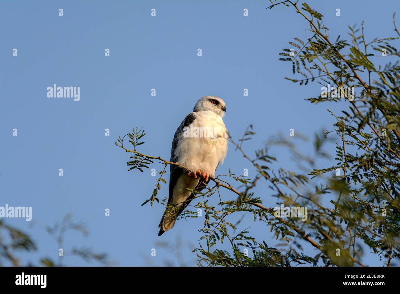 Australian black shouldered kite elanus axillaris hi-res stock ...