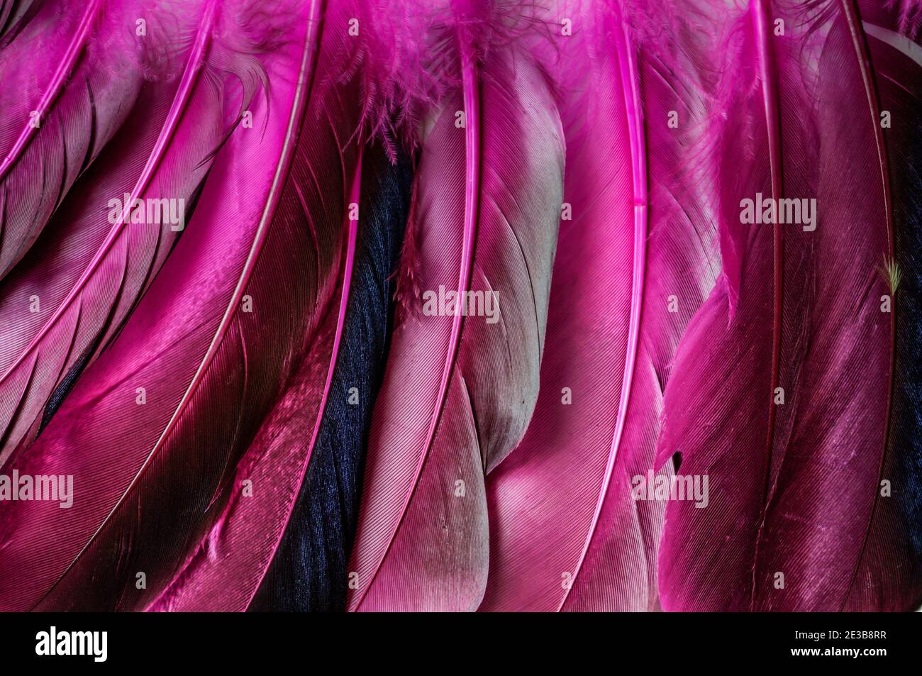 coloured bird feathers, close-up, feathers in red, maroon, top view ...