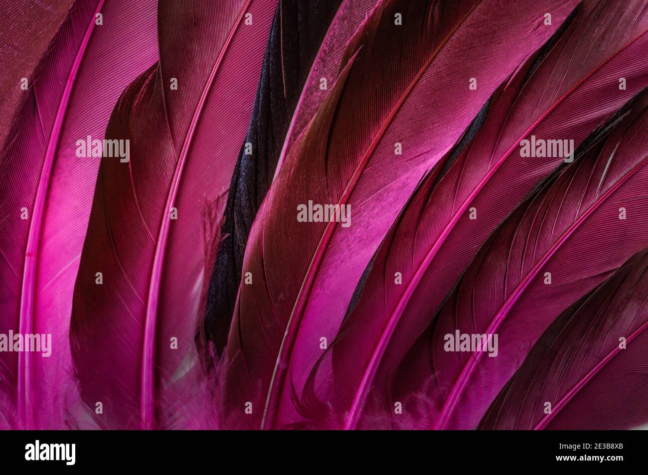 coloured bird feathers, close-up, feathers in red, maroon, top view ...