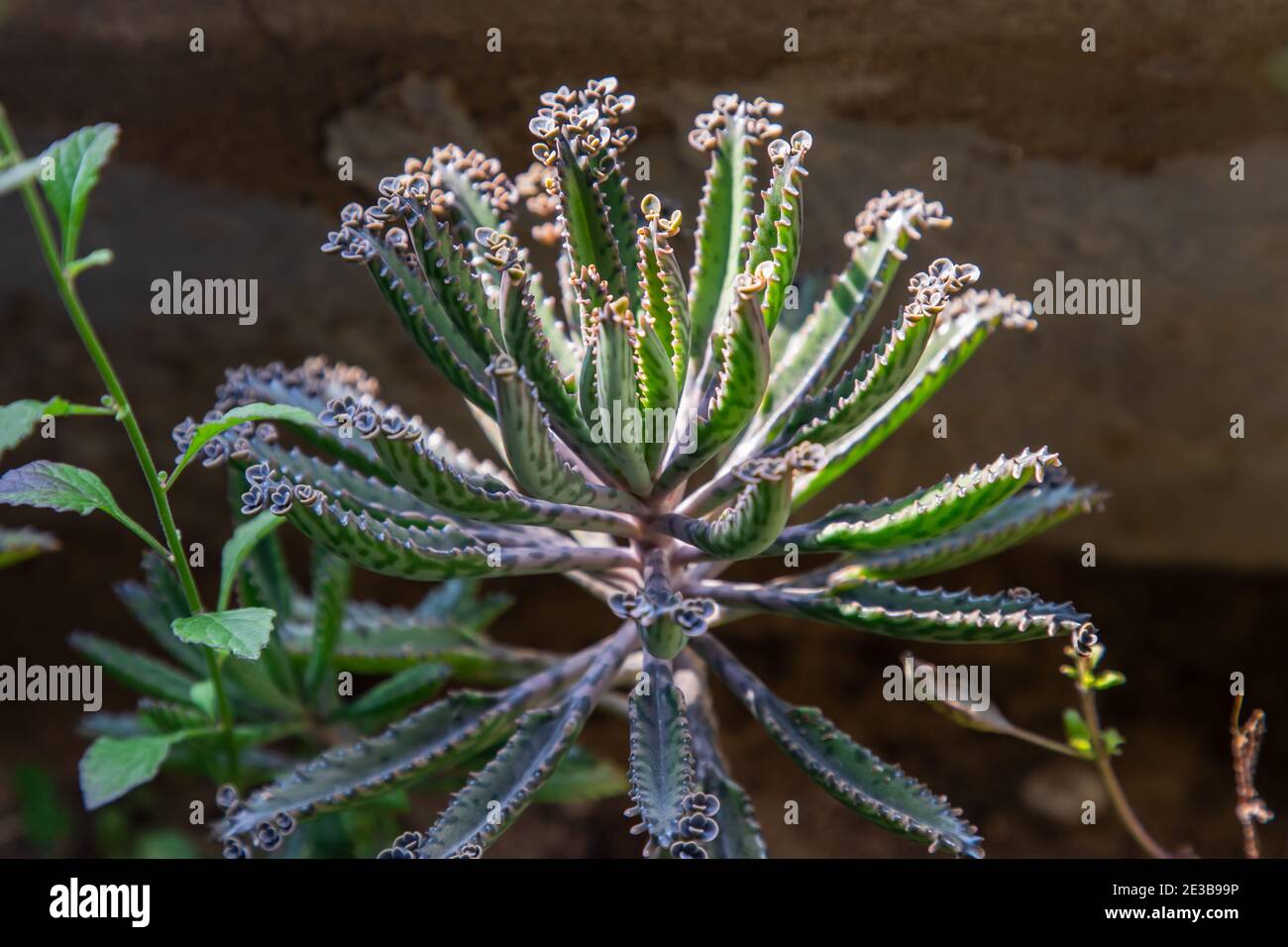 Small buds of Kalanchoe Delagoensis. The plant is also know as Mother ...
