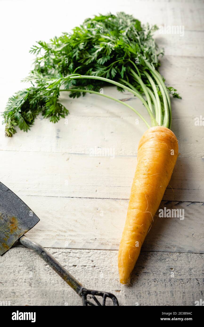 Kinbi yellow carrot hi-res stock photography and images - Alamy