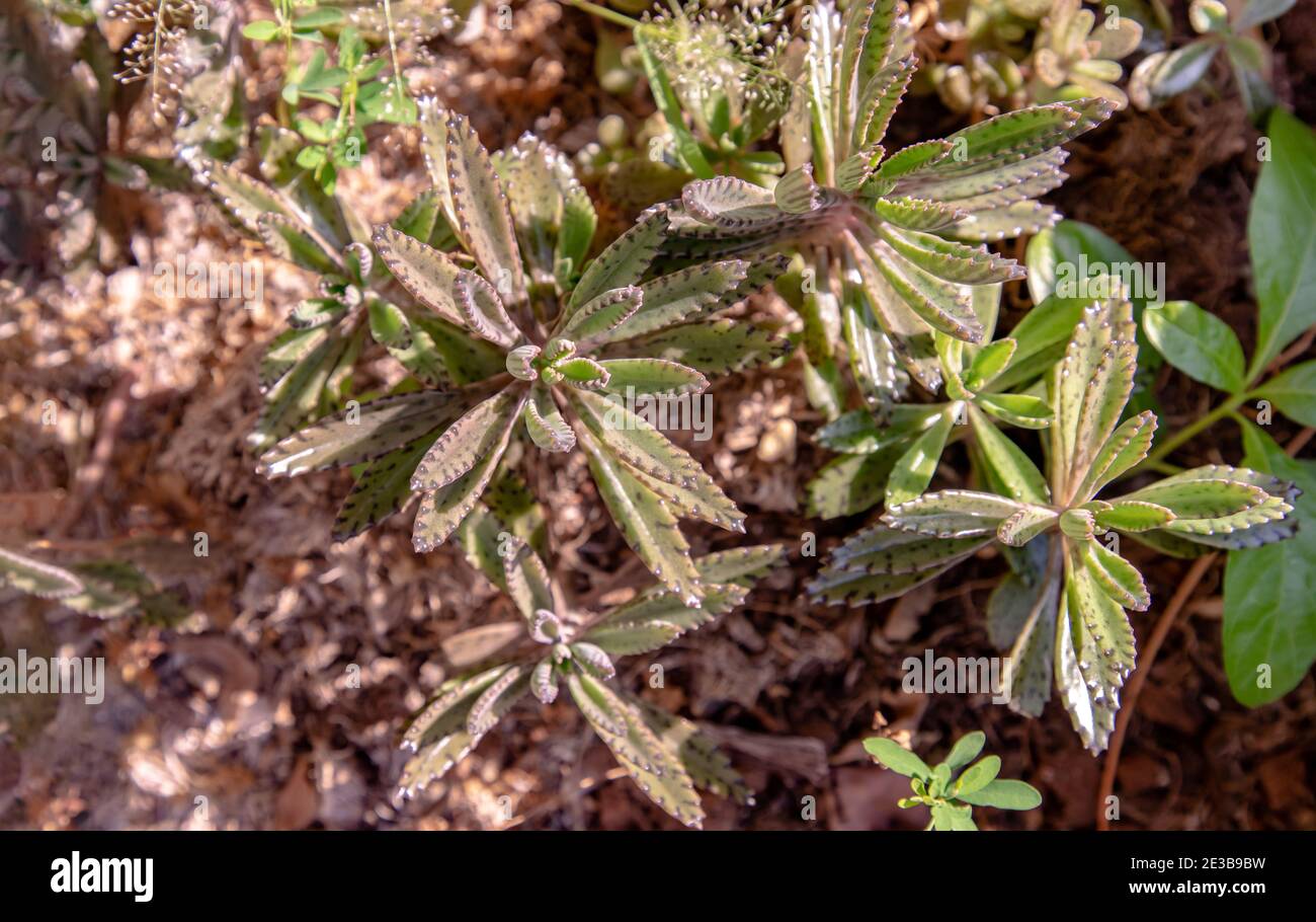Top view on Kalanchoe Delagoensis. The plant is also know as Mother of ...
