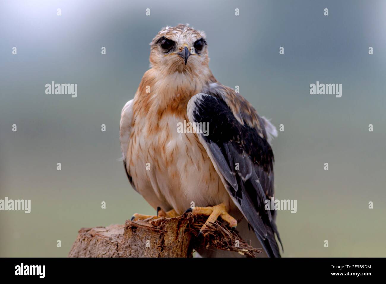 The black-shouldered kite, also known as the Australian black ...
