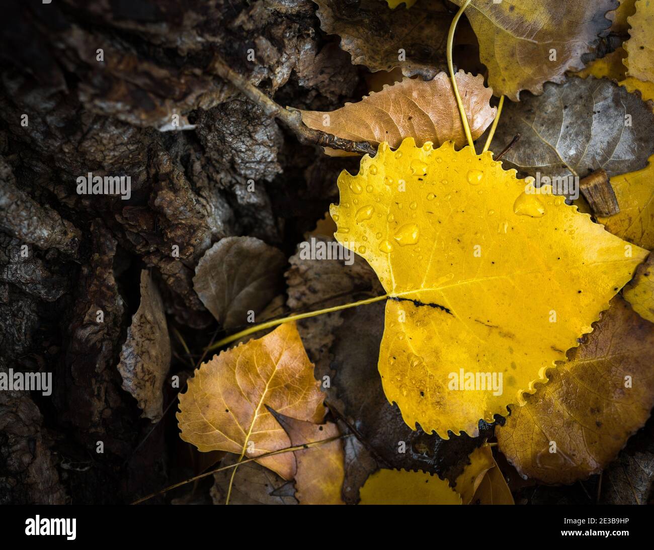 Matt leaves hi-res stock photography and images - Alamy