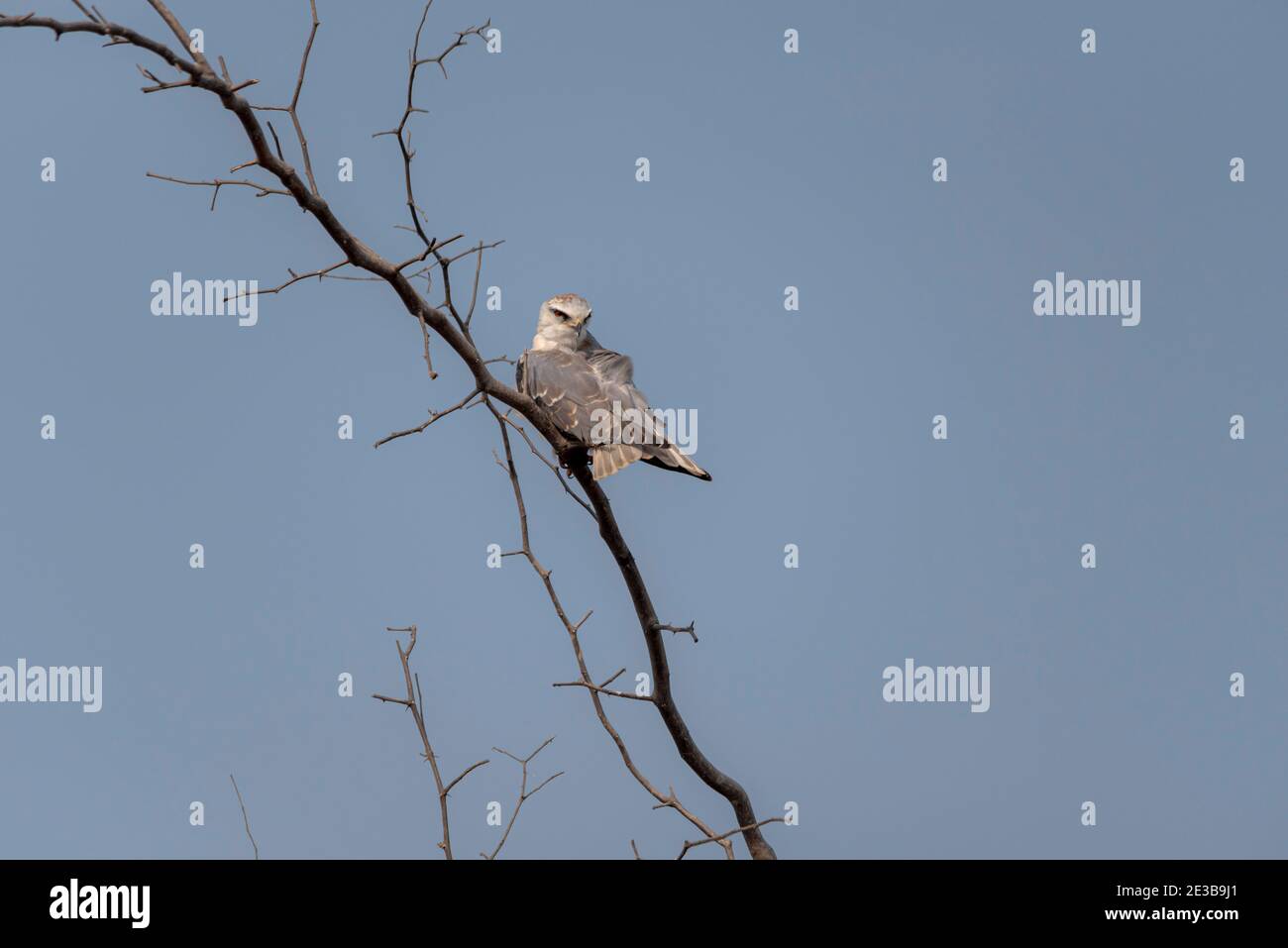 The black-shouldered kite, also known as the Australian black ...