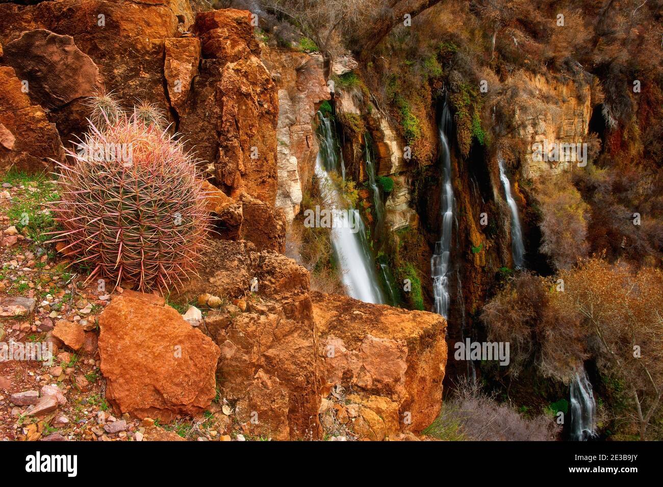 Grand canyon cactus flower hi-res stock photography and images - Alamy