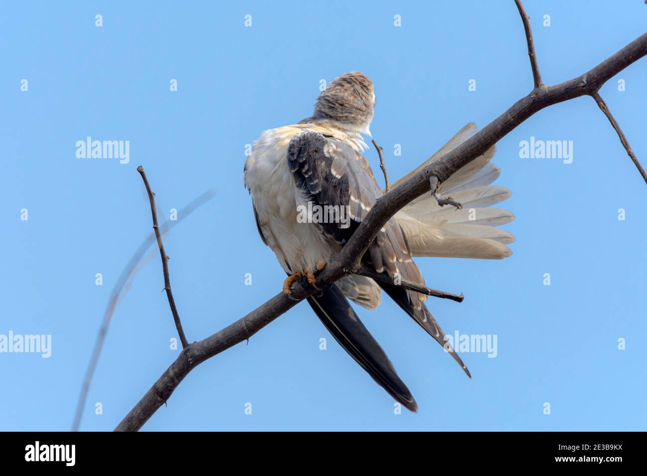 The black-shouldered kite, also known as the Australian black ...