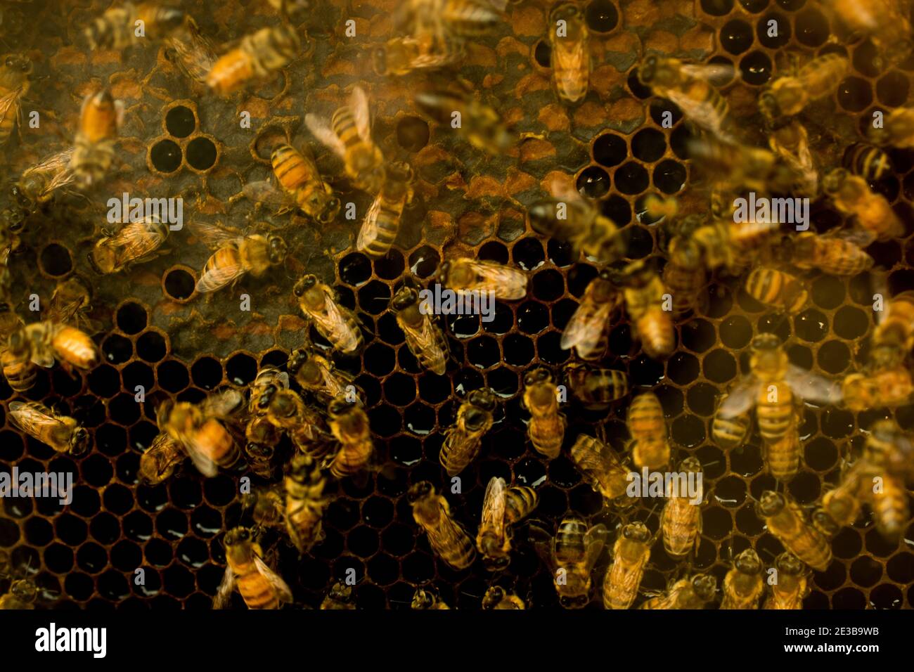 Honeycomb bees background top hi-res stock photography and images - Alamy